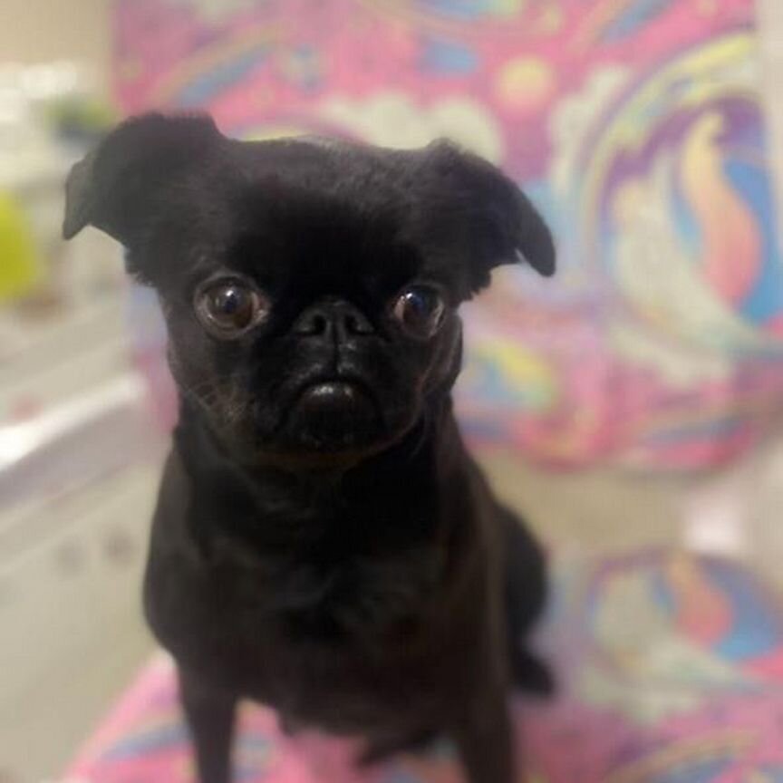 Собака породы Пти-брабансон