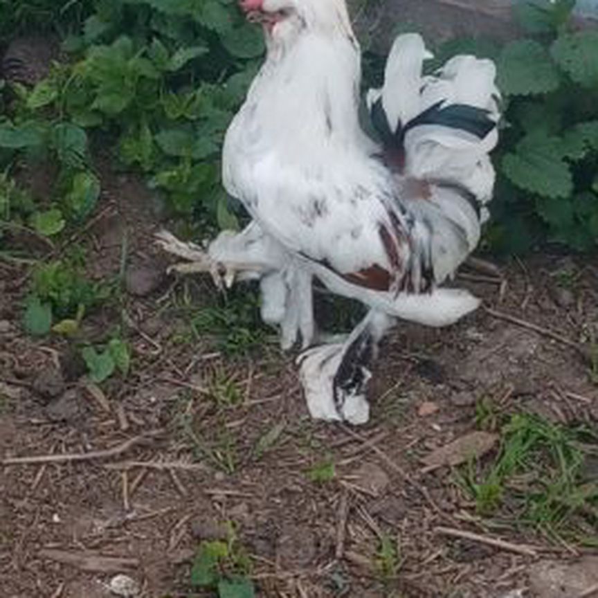 Петух мини