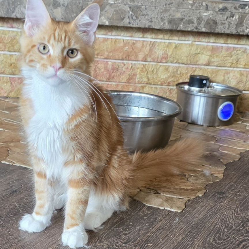 Мейн-кун котёнок