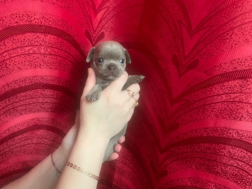 Шикарные лиловые щенки