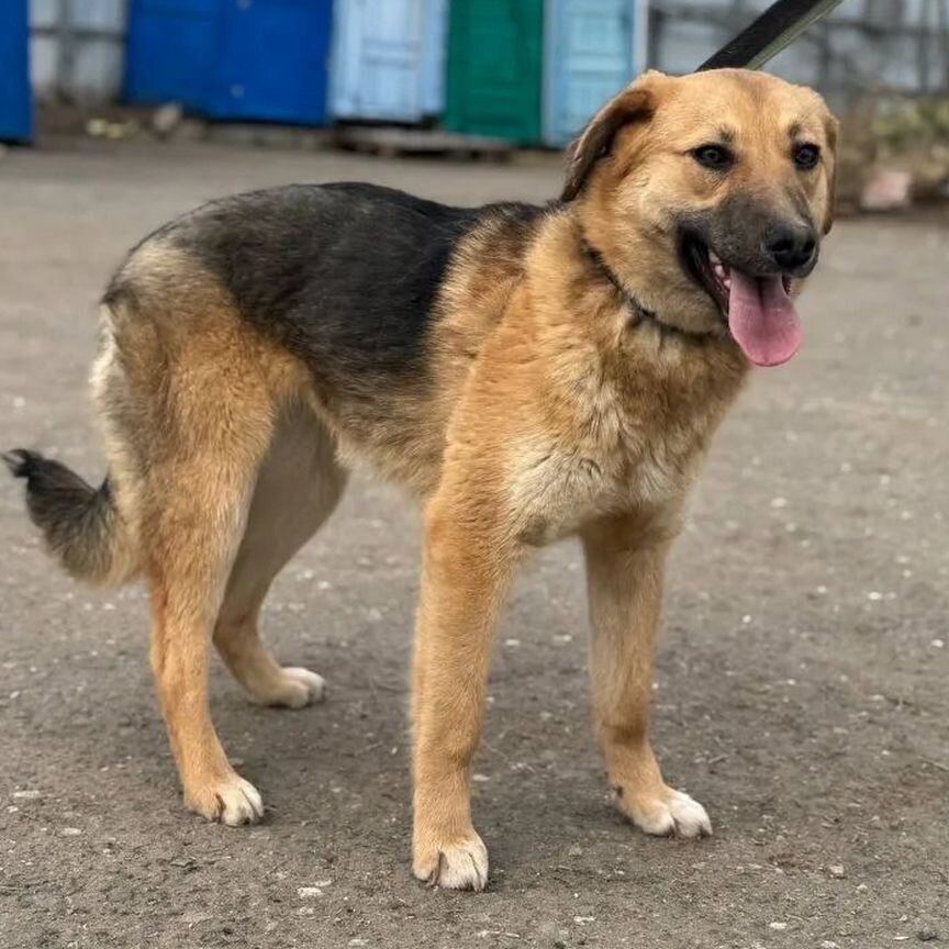 Взрослая собака в добрые руки