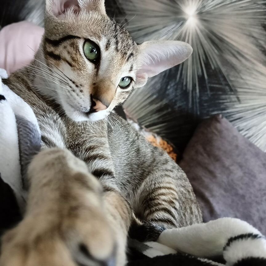 Ориентальные котята