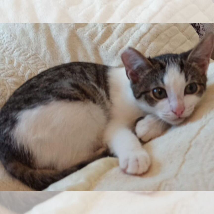 Котята в добрые руки бесплатно