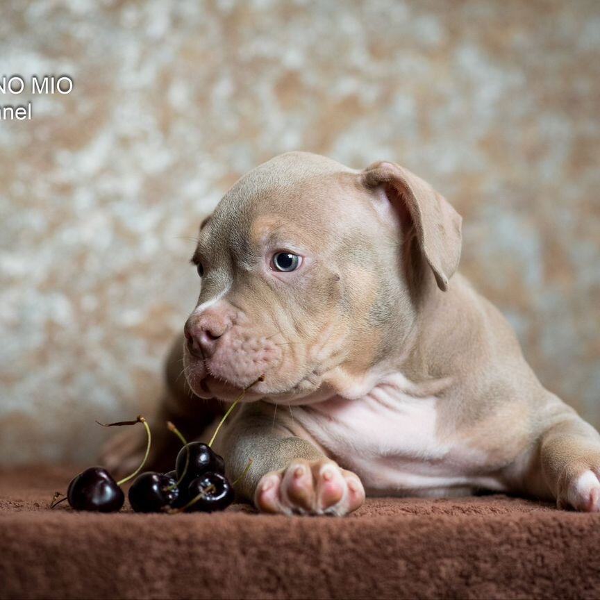 Щенки американский булли