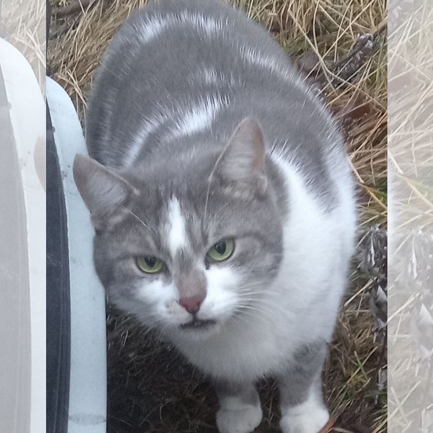 Взрослый кот в добрые руки