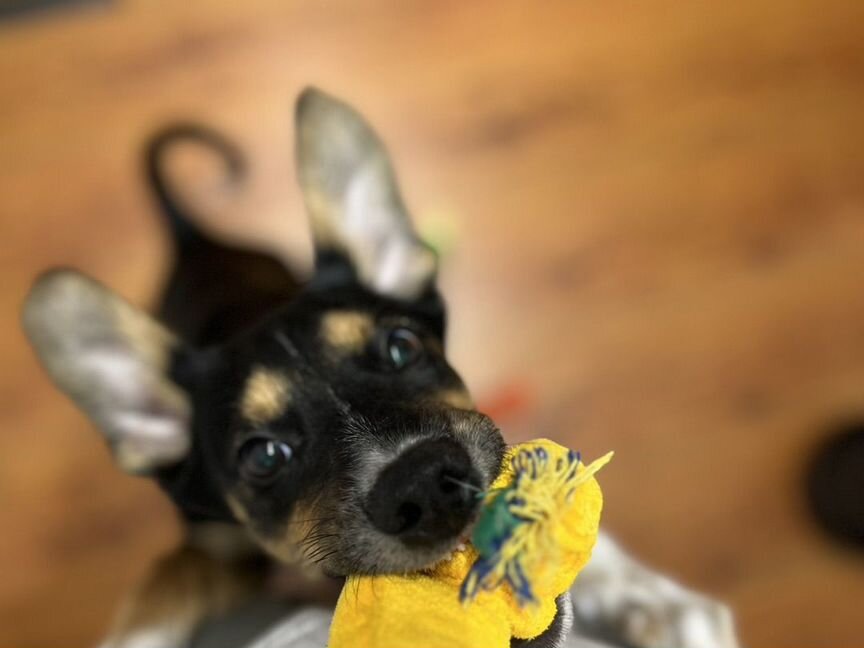 Щенок в добрые руки