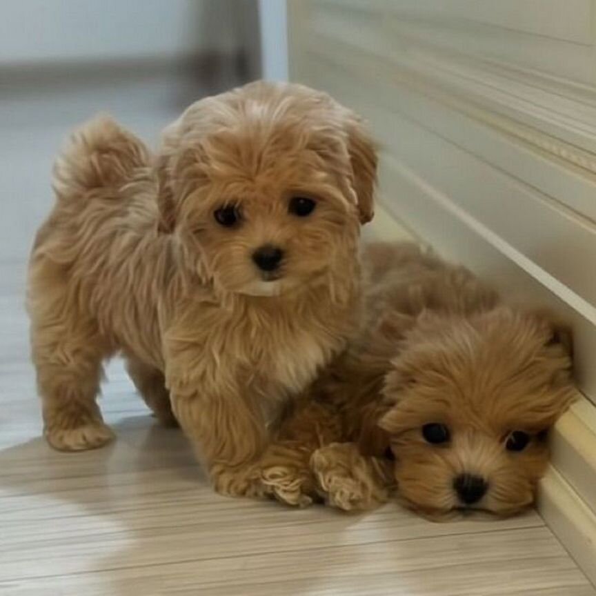 Мальтипу, щенок