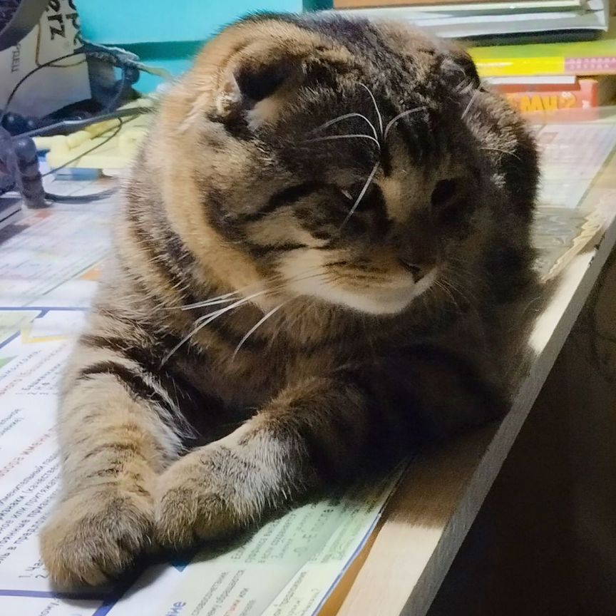 Котик Шотландский вислоухий в добрые руки