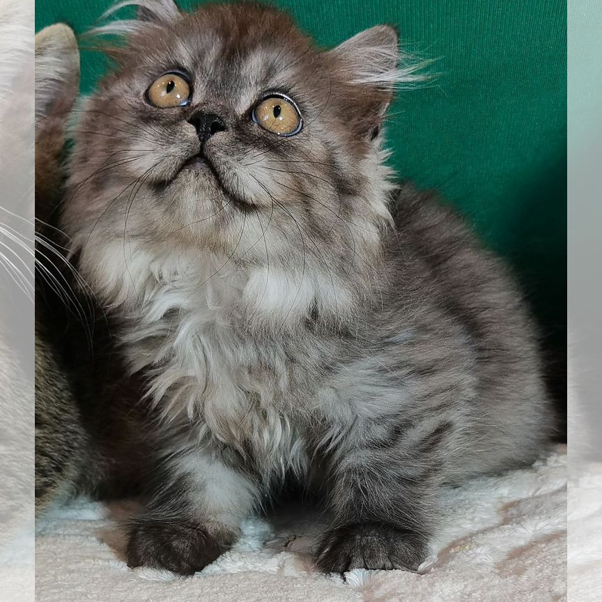 Полудлинношерстная британка