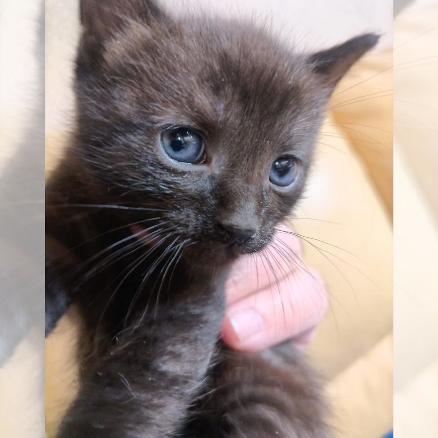 Продажа котят