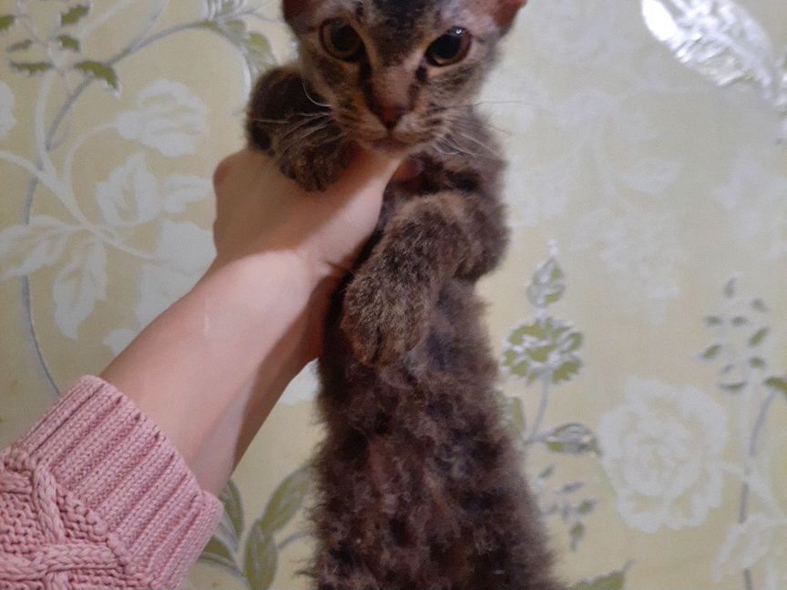 Котята девон-рекс