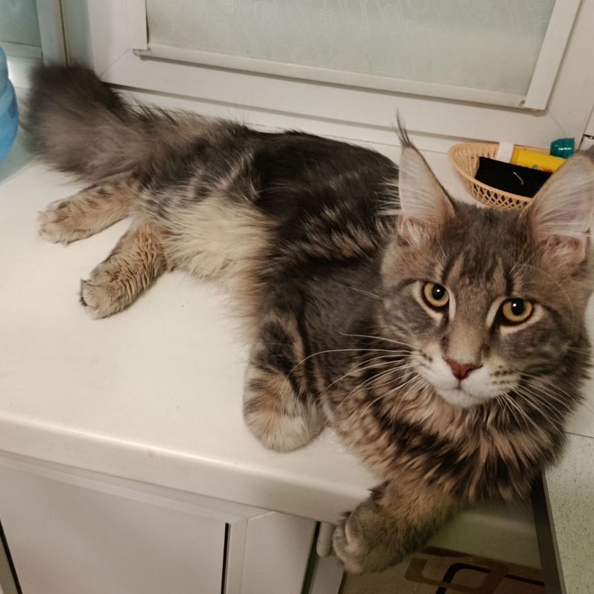 Мейн-кун котёнок