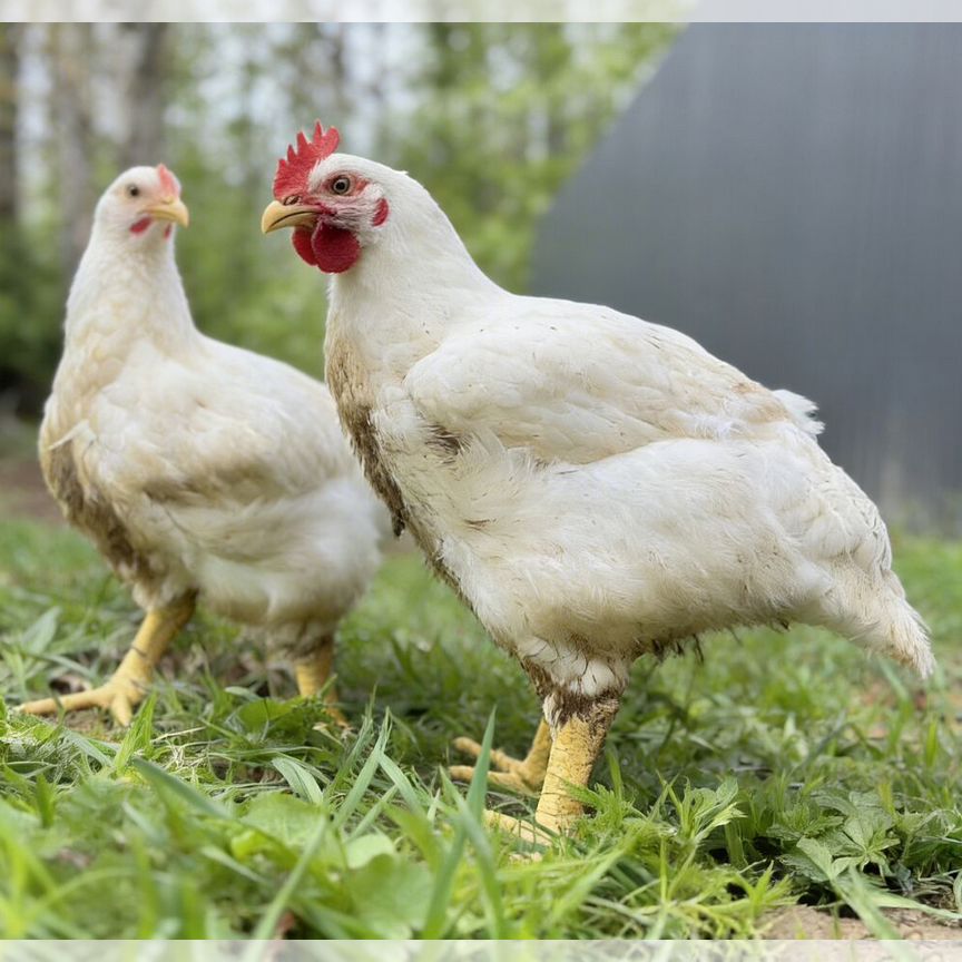 Бройлеры живым весом