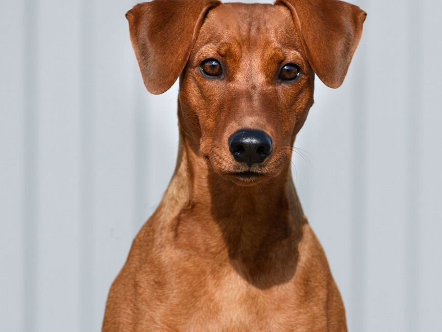 Питомник немецких пинчеров