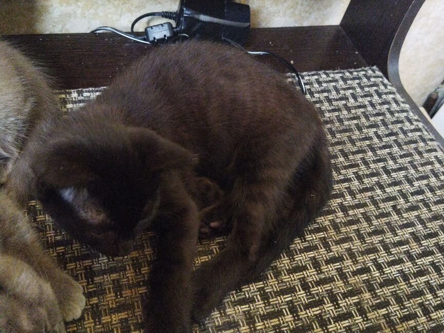 Кот шотландец с мейн-куном