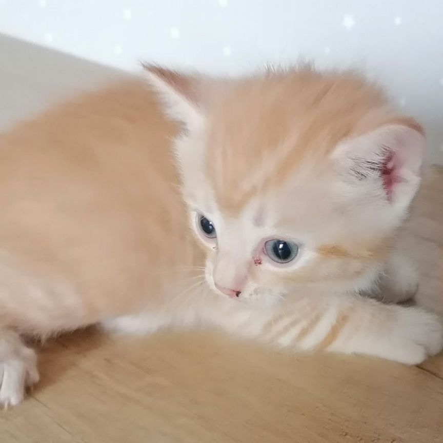 Сибирский котёнок