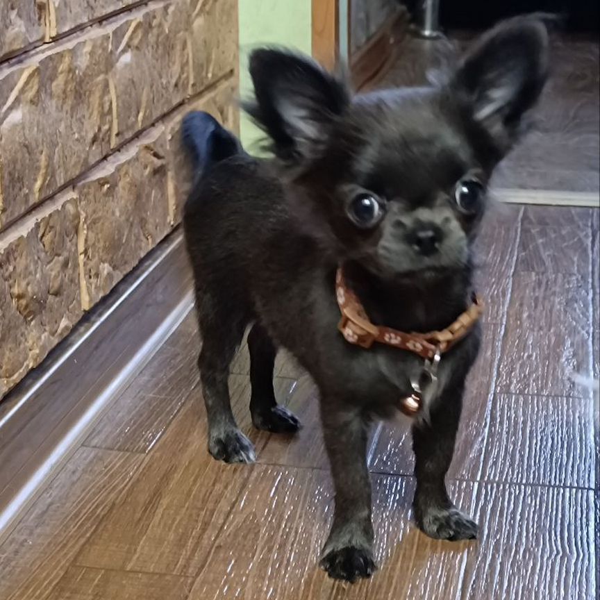 Чихуахуа, щенок