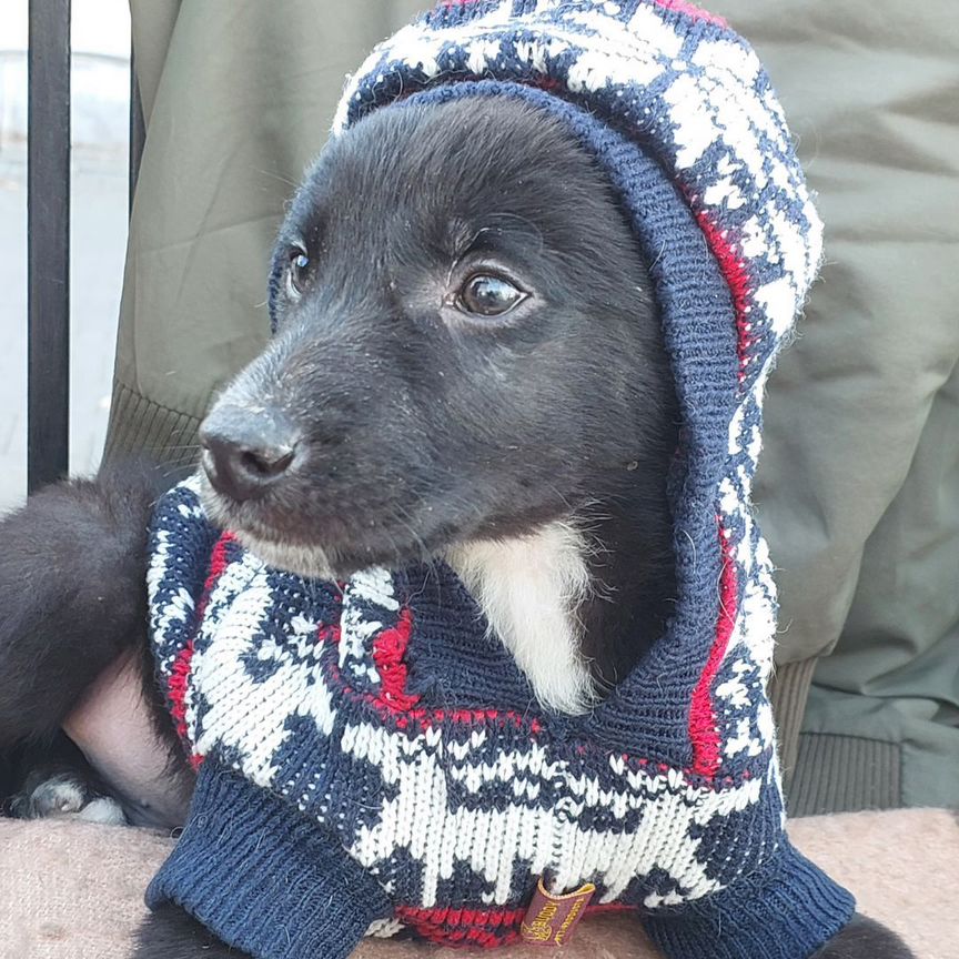 Щенок в добрые руки