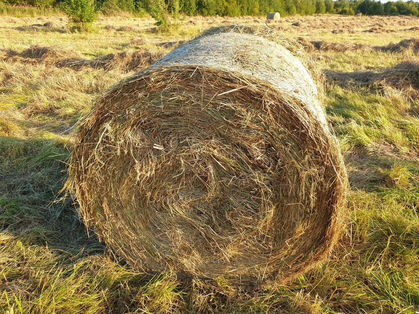 Свежее сено
