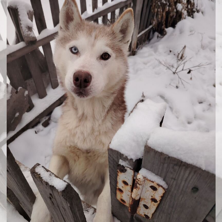 Сибирский хаски, взрослая собака