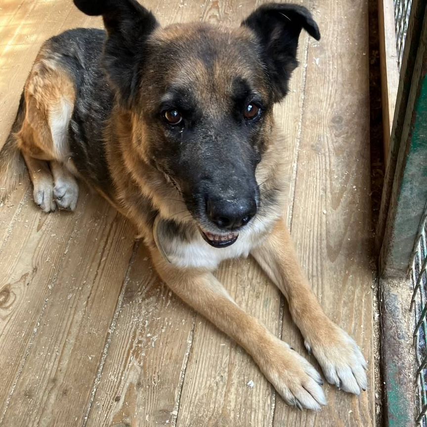 Джим - подарок на счастье