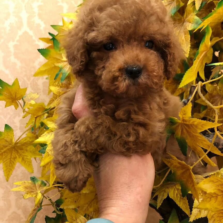 Кукольная девочка той-пудель