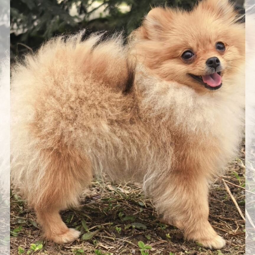 Померанский шпиц, щенок