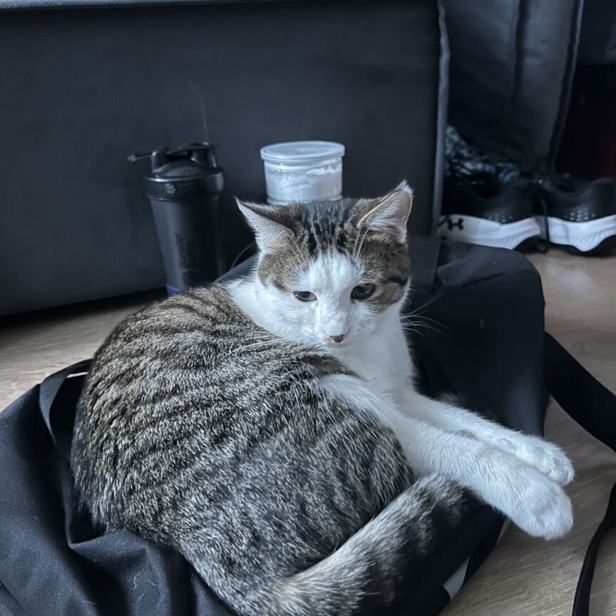 Кот Добряк