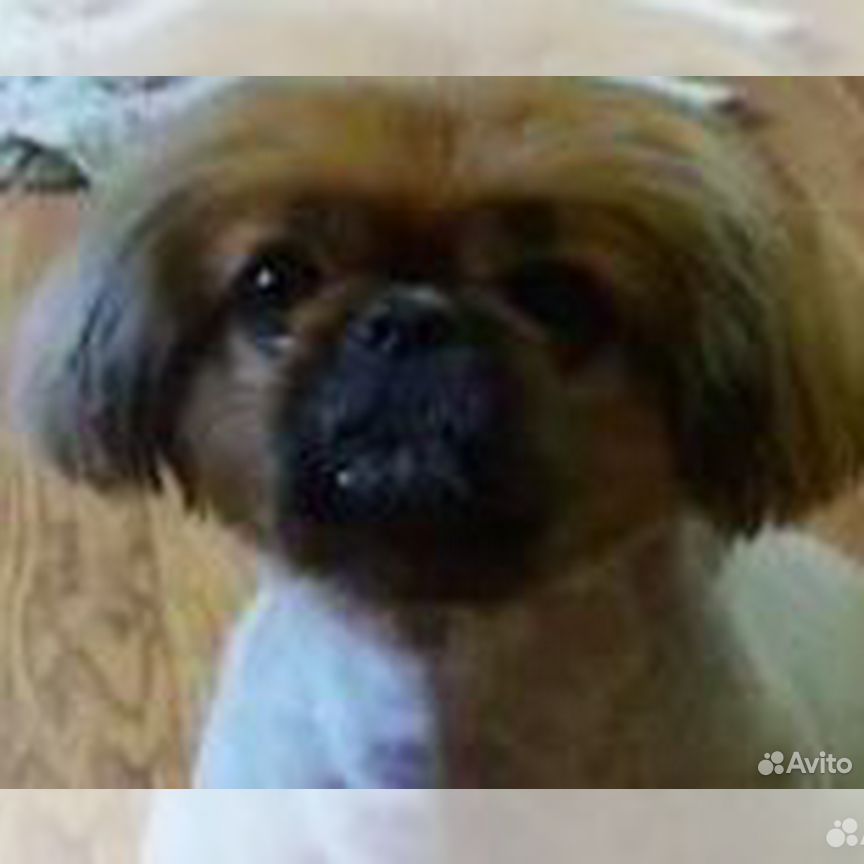 Утром 17 июня потерялся пекинес