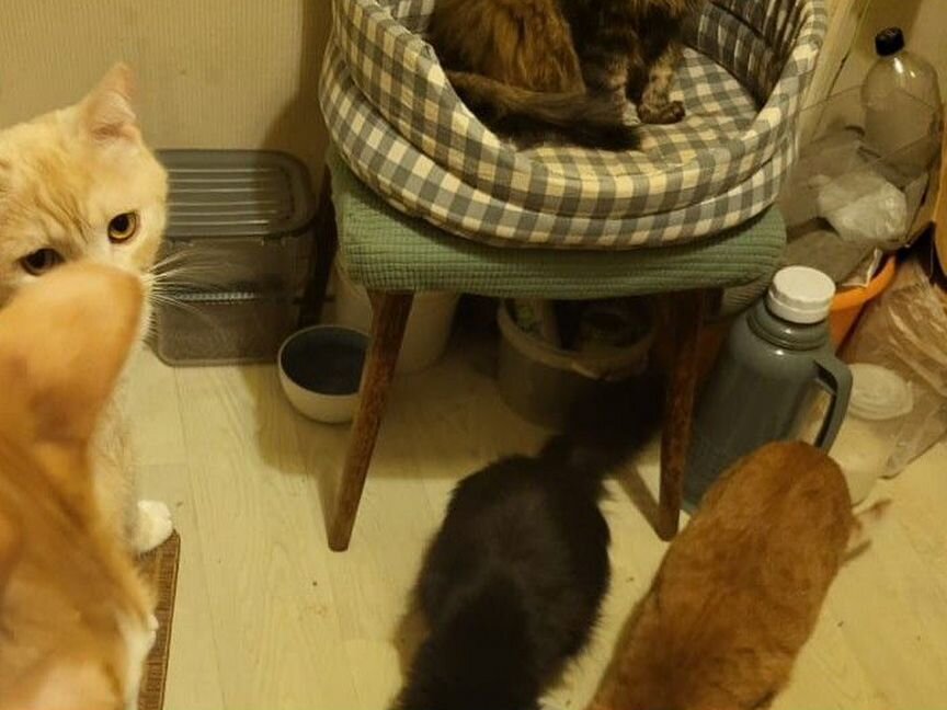 Приют котики