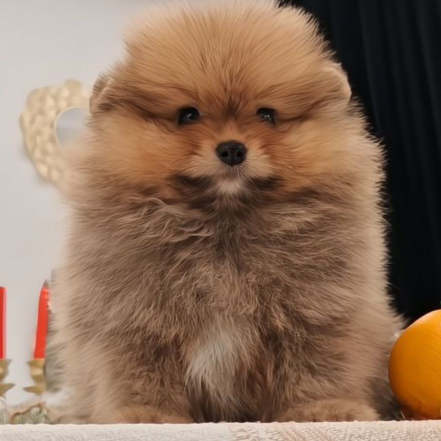 Померанский шпиц, щенок