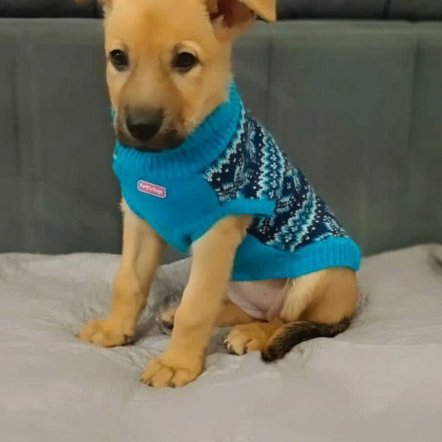 Ласковый щенок в добрые руки