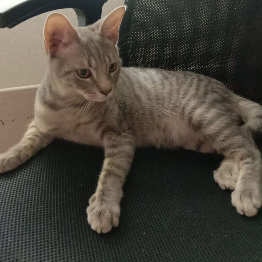 Котенок в добрые руки