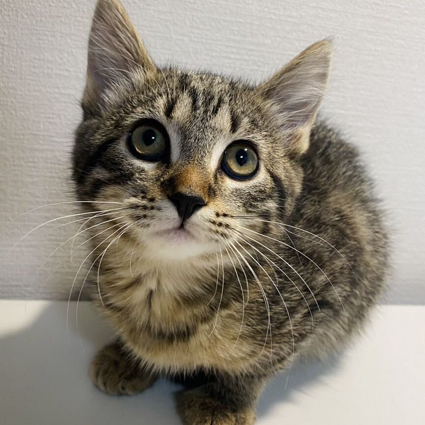 Котята девочки
