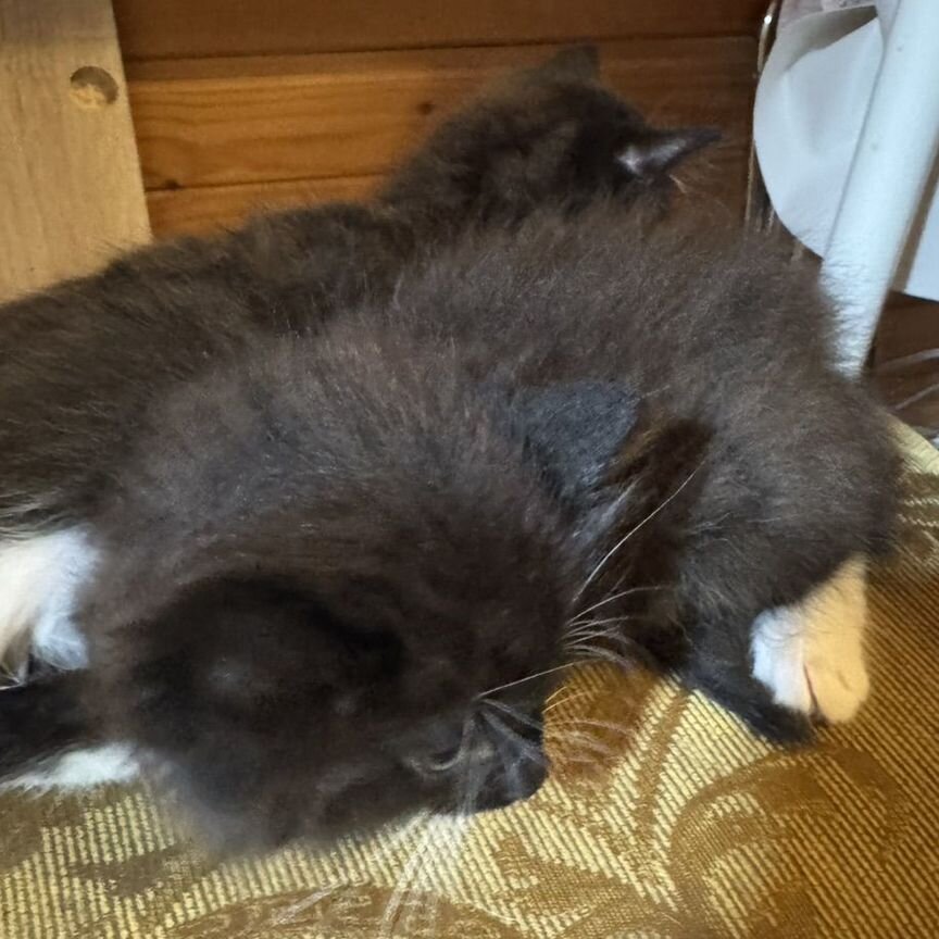 Отдам котят в добрые руки