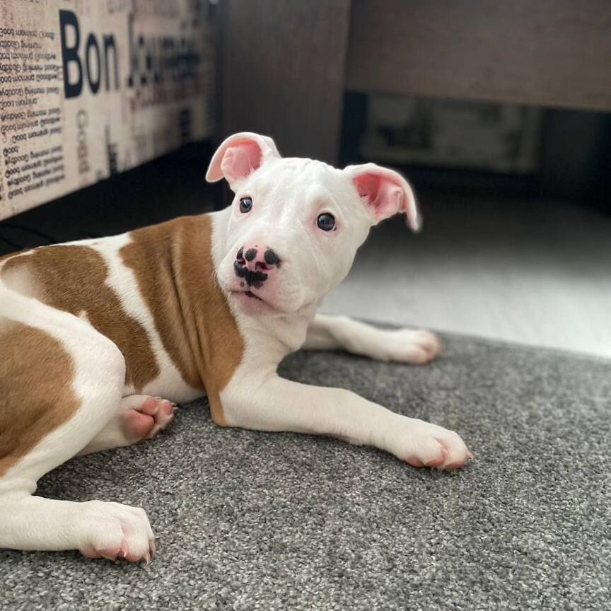 Стаффордширский терьер