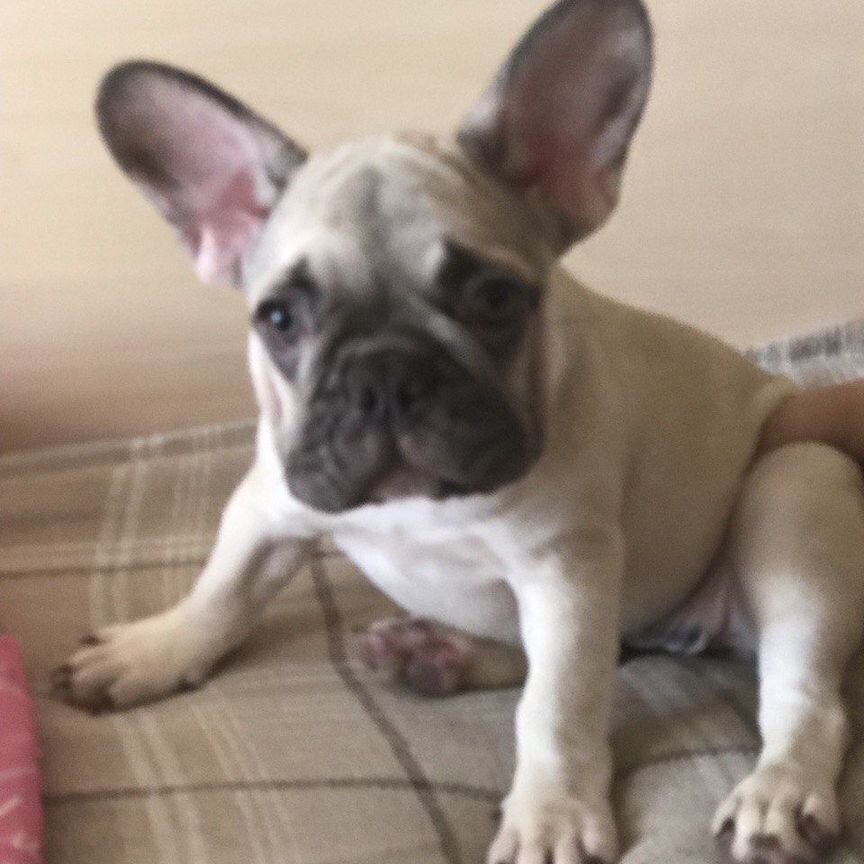 Французский бульдог щенки