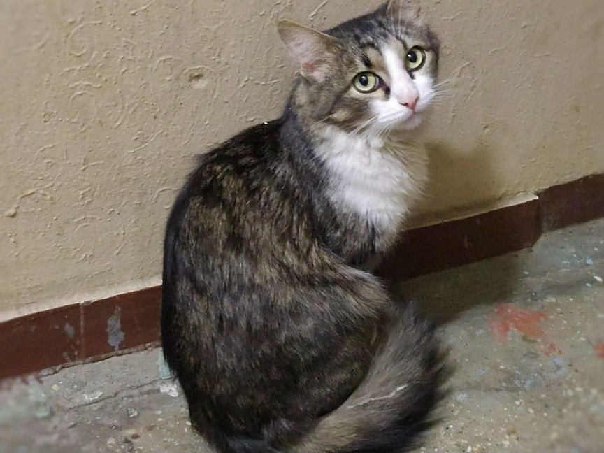 Сирота кот ищет дом