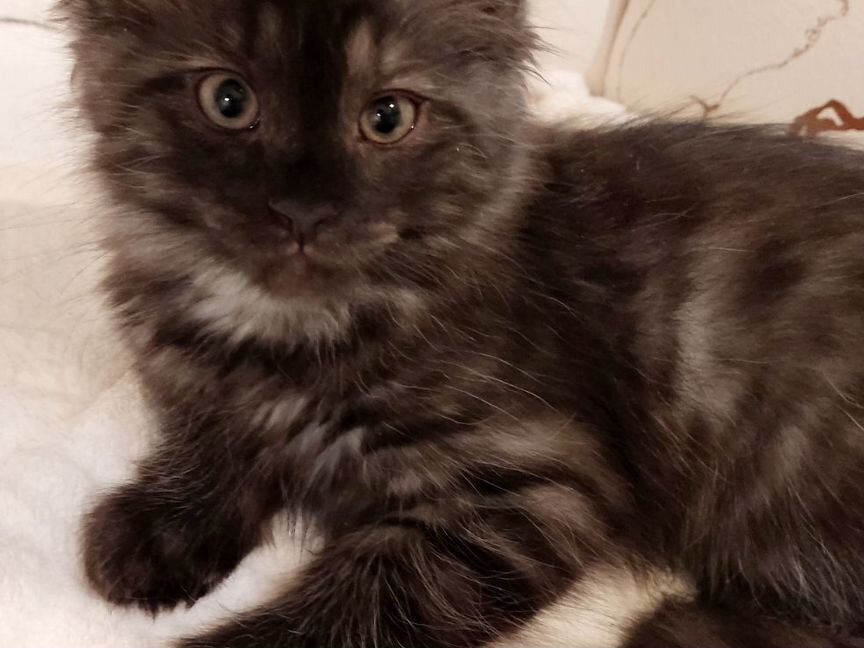 Пушистый котенок 2 месяца