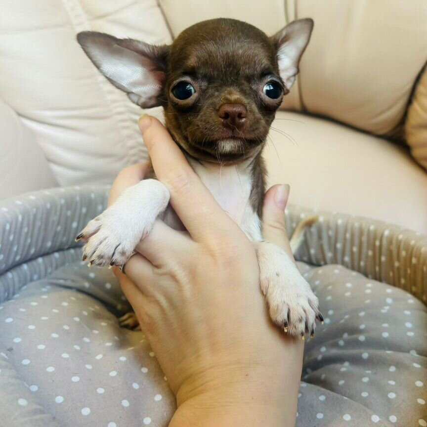 Мини шоколадка