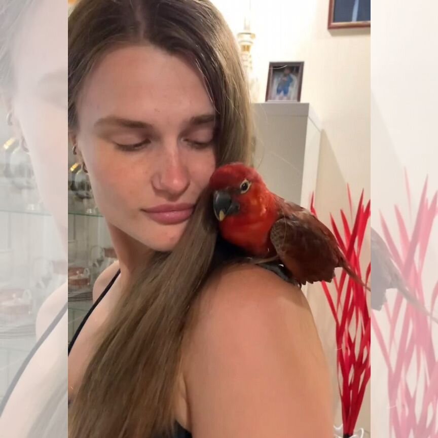 Ручной птенец большой