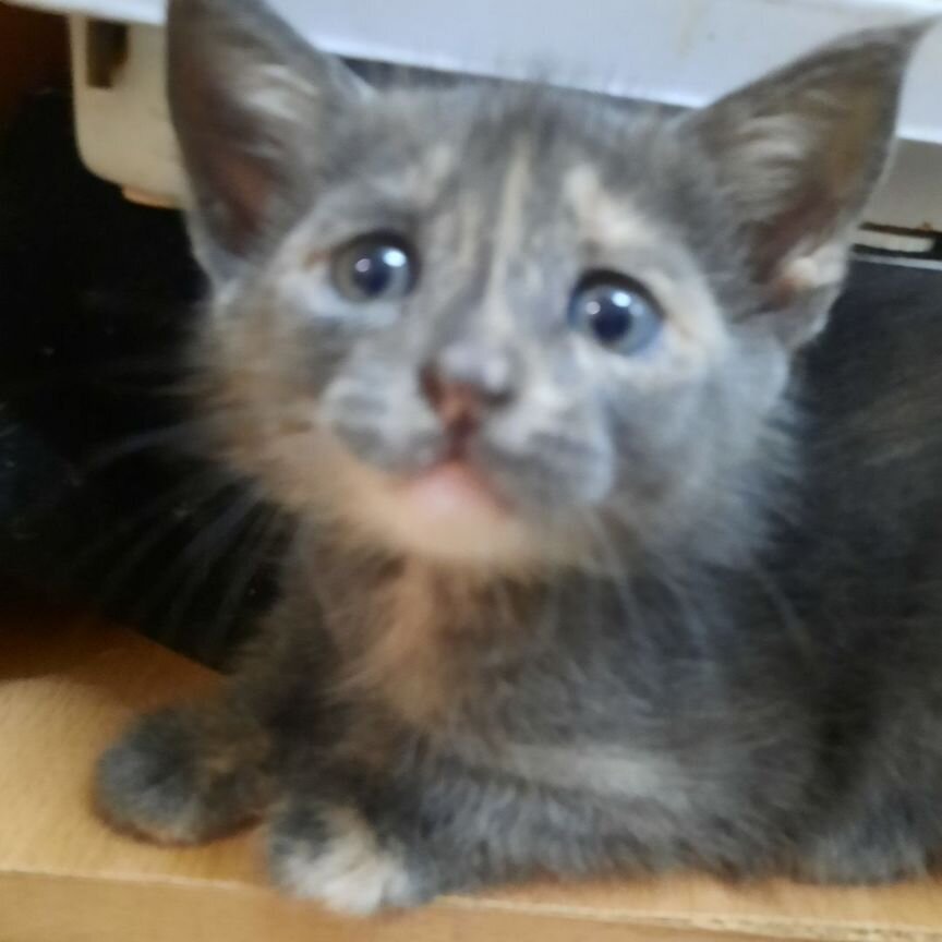Серенькая кошечка