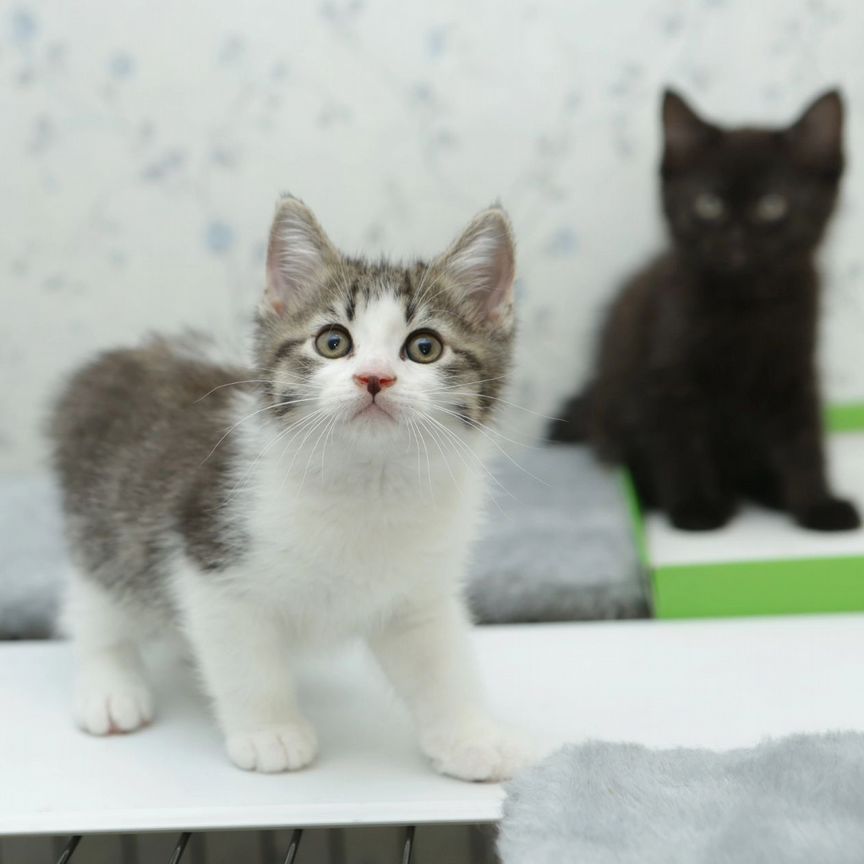 Котенок в добрые ручки
