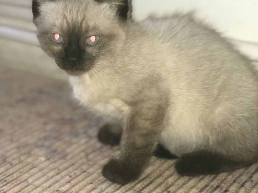 Сиамские котята