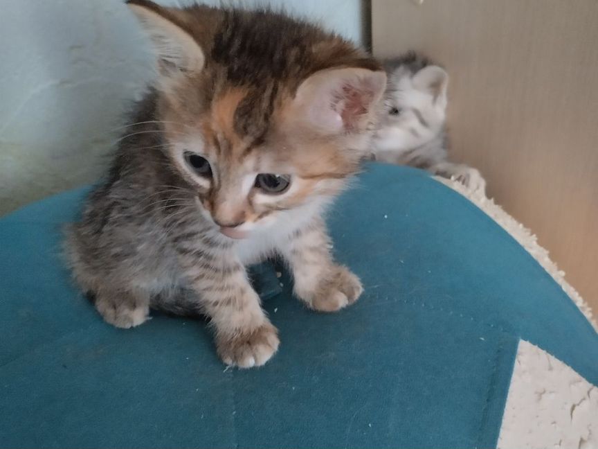 Кошки в добрые руки породистые
