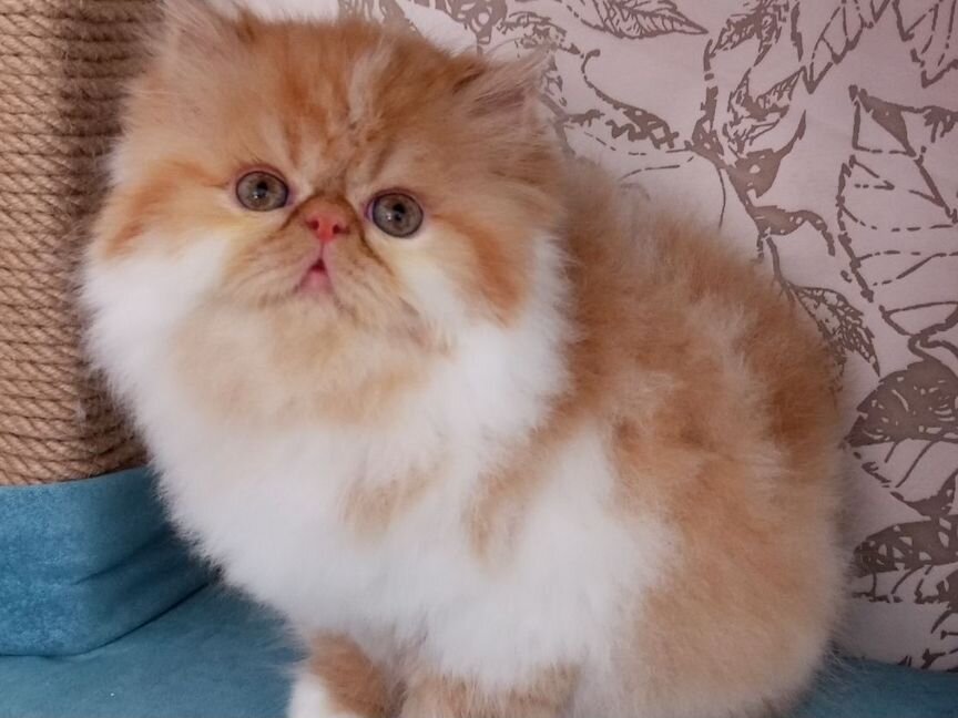Персидская кошечка