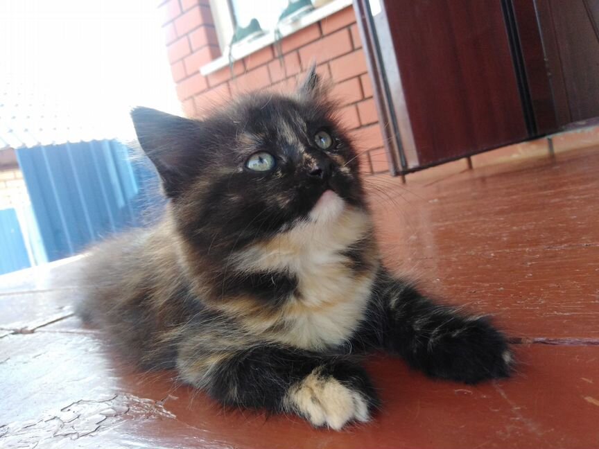 Котенок