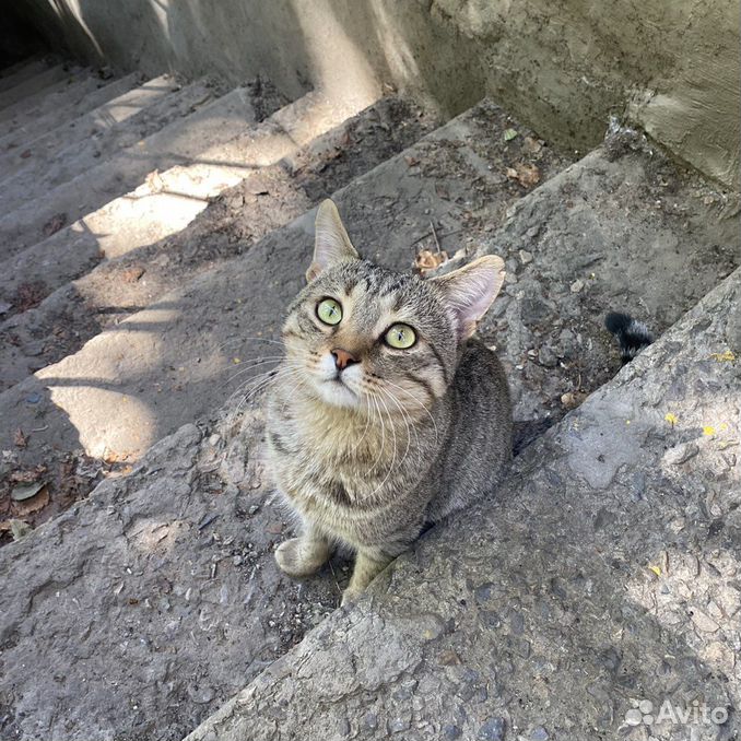 Котейки хотят попасть в любящие руки и уютный дом
