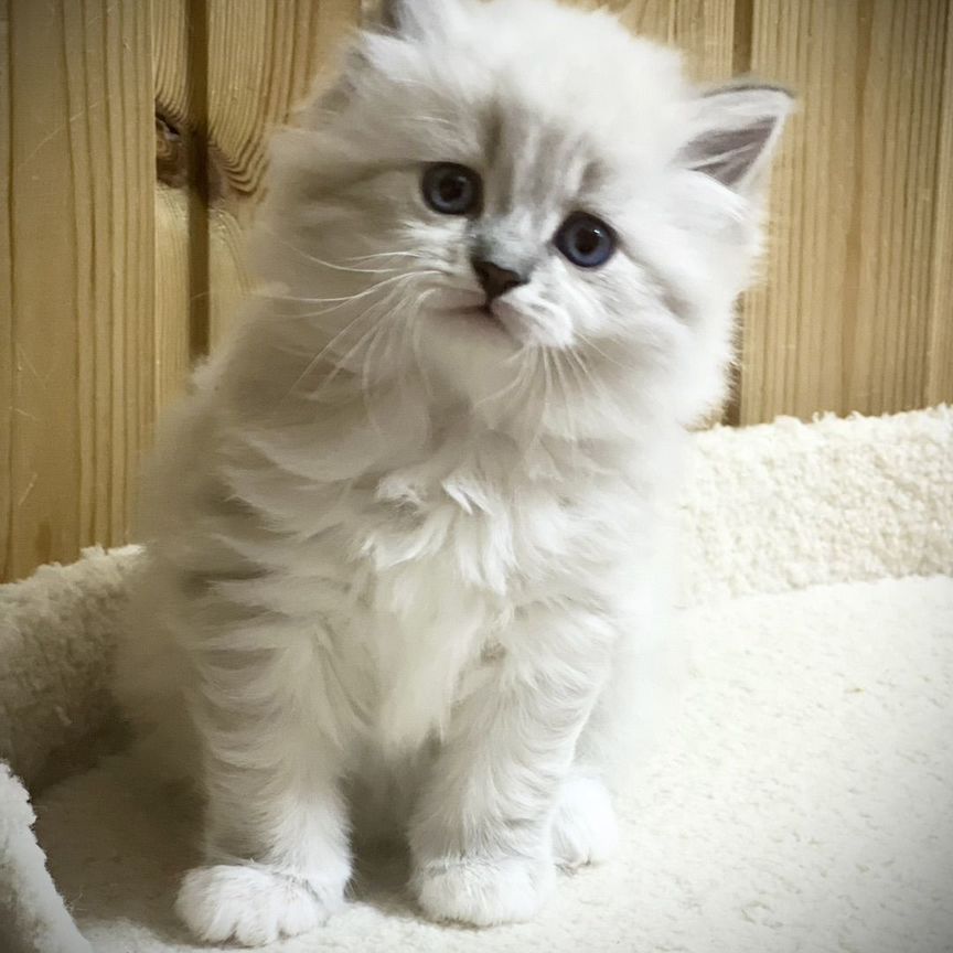 Невский маскаралные котята