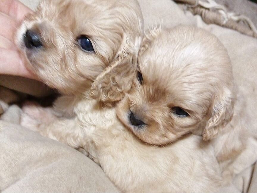 Эксклюзивные Кавапу